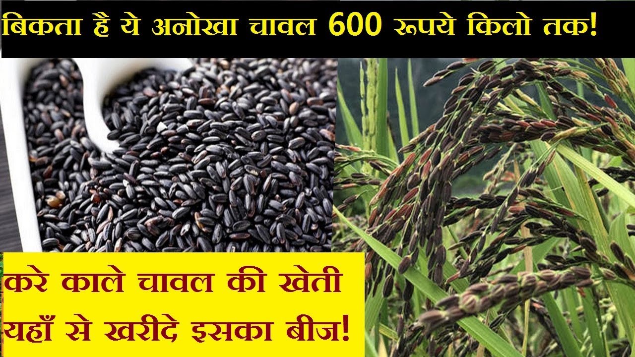 Black Rice Seeds In India Black Rice Cultivation black-rice-seeds-in-india-black-rice-cultivation
