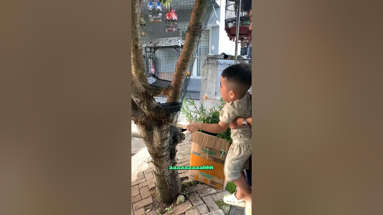 Hari ini ketemu TUPAI pas jalan-jalan sore #baby #funny - YouTube