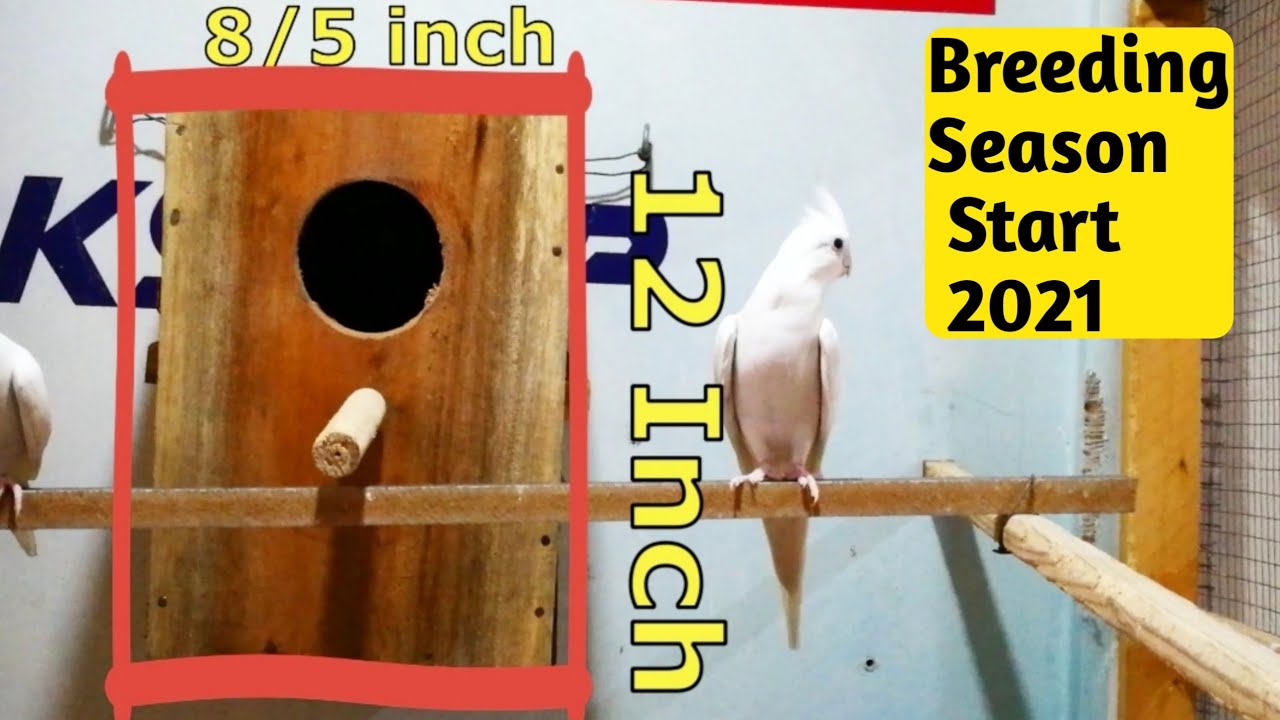 Fixing The Wooden Boxes In All Parrot's |Ringnecks Lovebirds Cockatiels ...