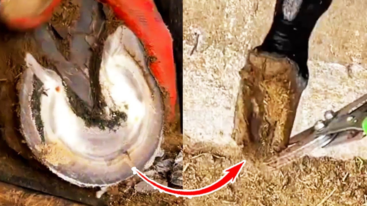 Grow the donkey's nails long and trim the hooves with a knife!丨ASMR丨 ...
