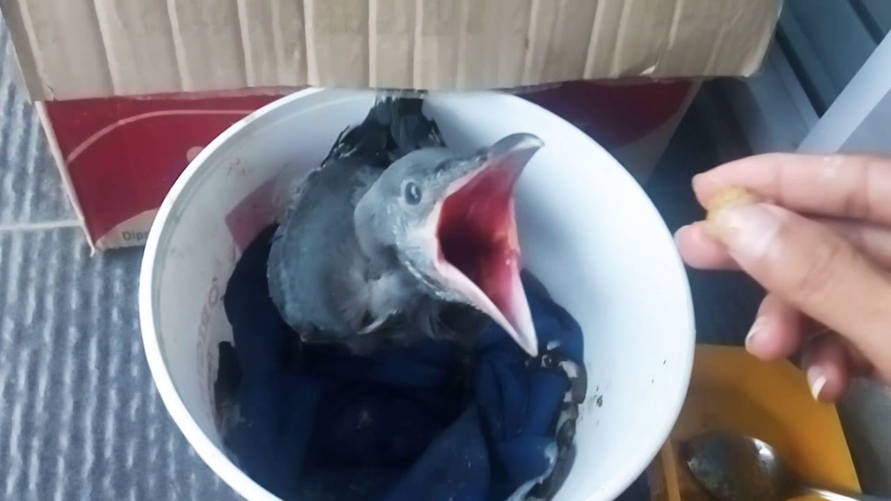 Feeding Baby Crow - YouTube