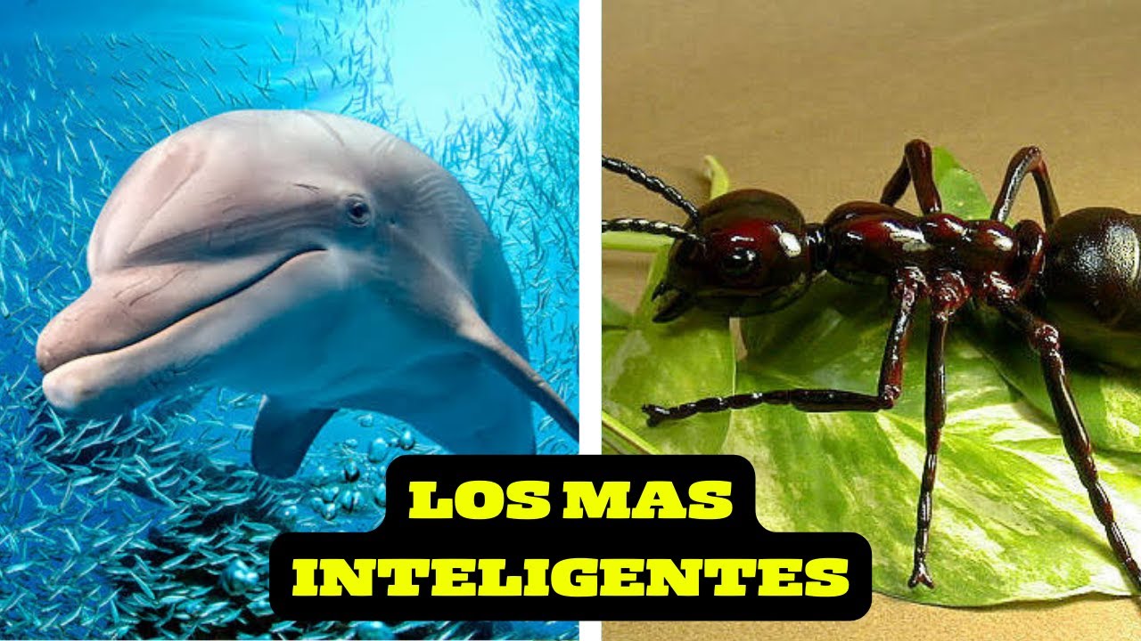 Top 10 ANIMALES más INTELIGENTES y ASTUTOS de la naturaleza - YouTube