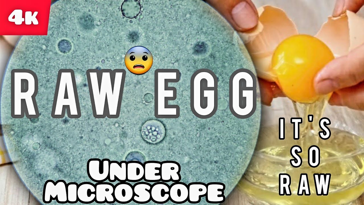 RAW EGG Under Microscope - YouTube