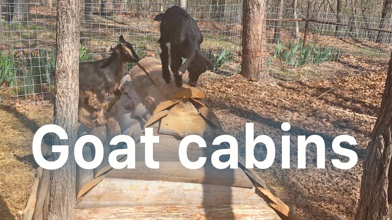 Tiny Home for Goats: Affordable DIY Goat Shelter cabin (off this Week ...