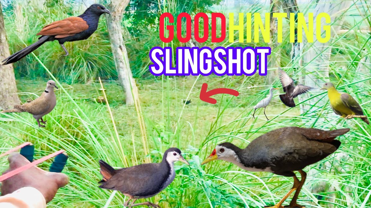 Slingshot With Birds Hinting! - YouTube