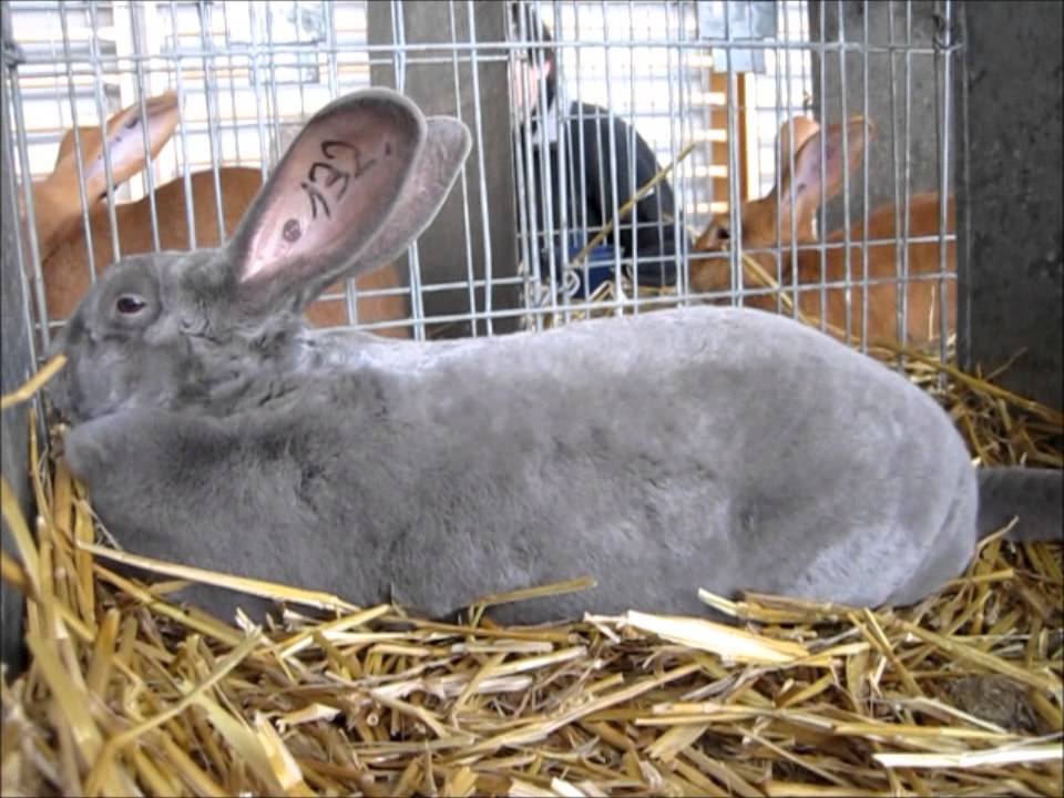 Rex Mauve, Exposition Avicole Boncourt 2012 - YouTube