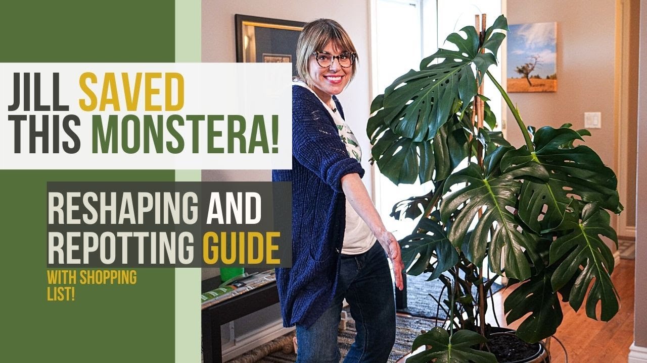 Monstera Guide: How to Repot Houseplants - YouTube