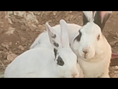 Natural cages.Nomadic man Nomadic woman.Rabbit. Chicken.Beautiful ...