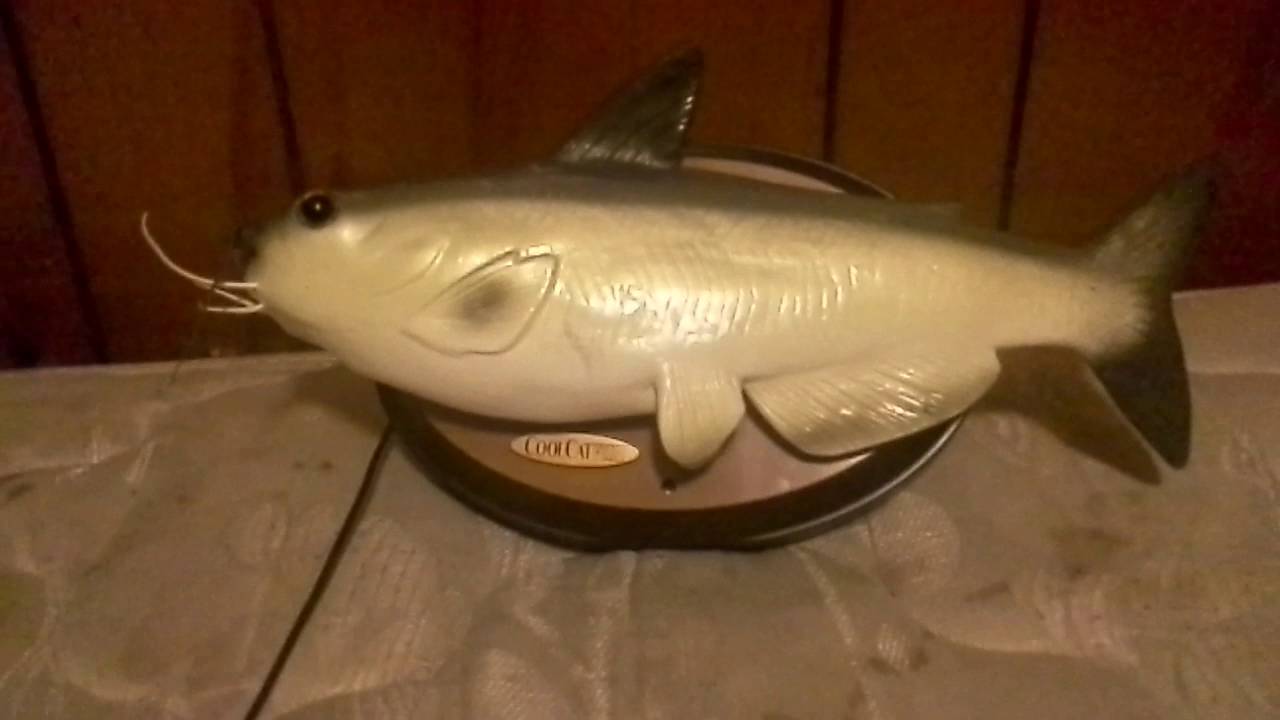 Cool catfish (broken) - YouTube