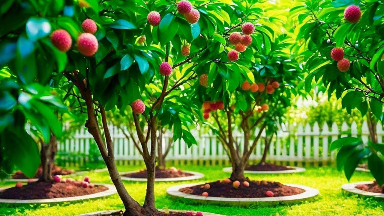 Litchi Tree Grow In This Lychee plants agriculture - YouTube