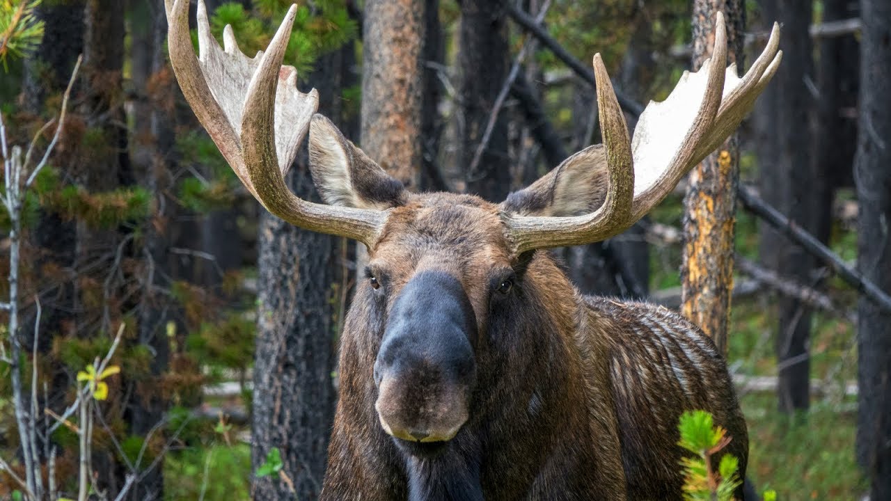 Magnificent Bull Moose enters the Rut in Canada's Rockies - YouTube