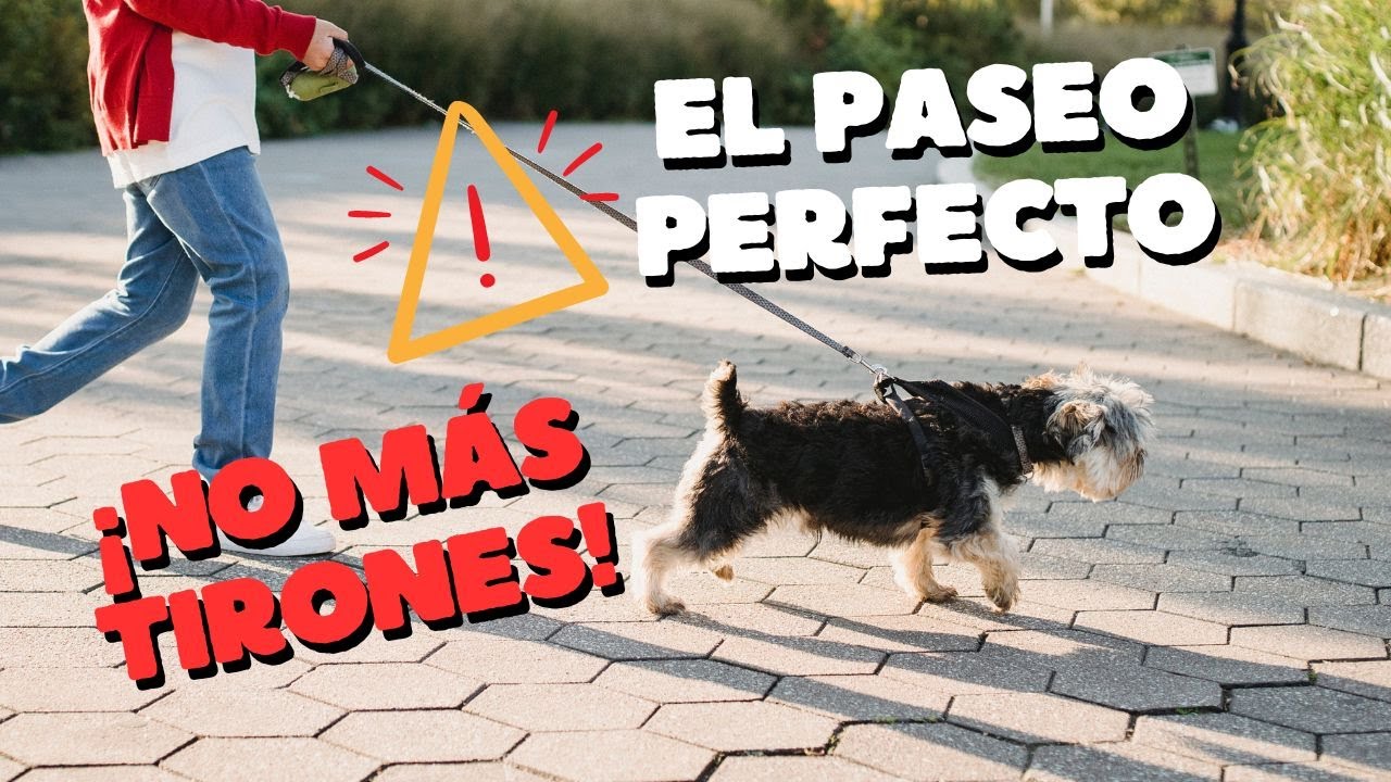 ¿Cómo PASEAR a un PERRO CORRECTAMENTE ? Lo dicen los expertos - YouTube