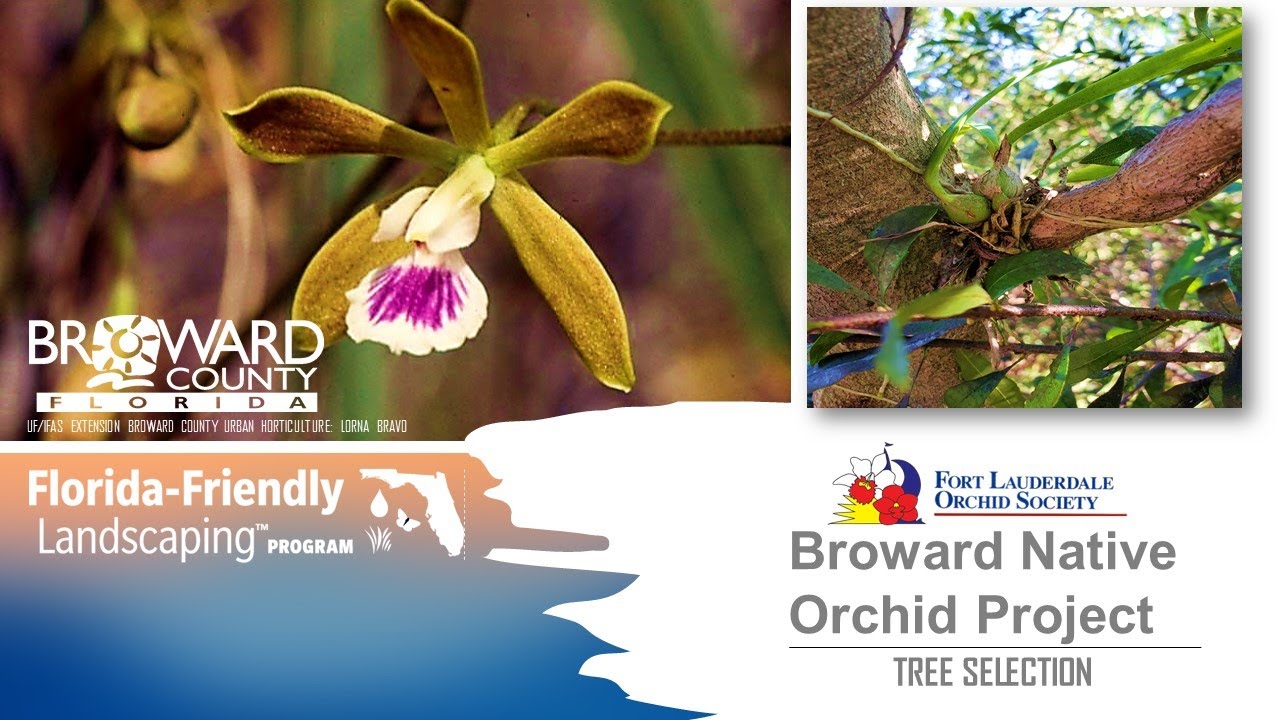 Broward County Extension Native Orchid Project - Tree Selections - YouTube
