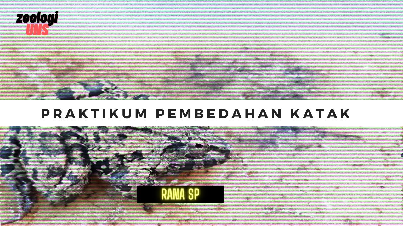 Praktikum BIOLOGI Katak (Rana sp) - Zoologi Peternakan UNS - YouTube