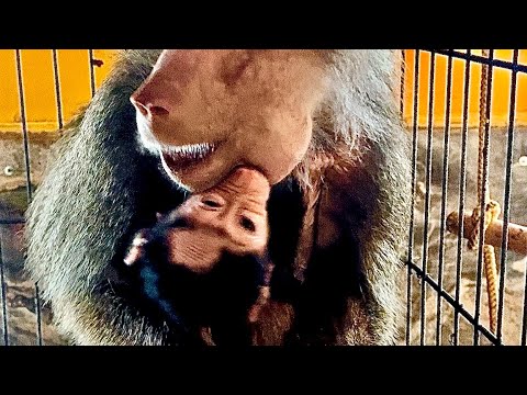 Мама, ОТДАЙ ВКУСНЯШКУ! Анфисочка схватила маму за щеку с вкусняшкой и начала ее кусать)))