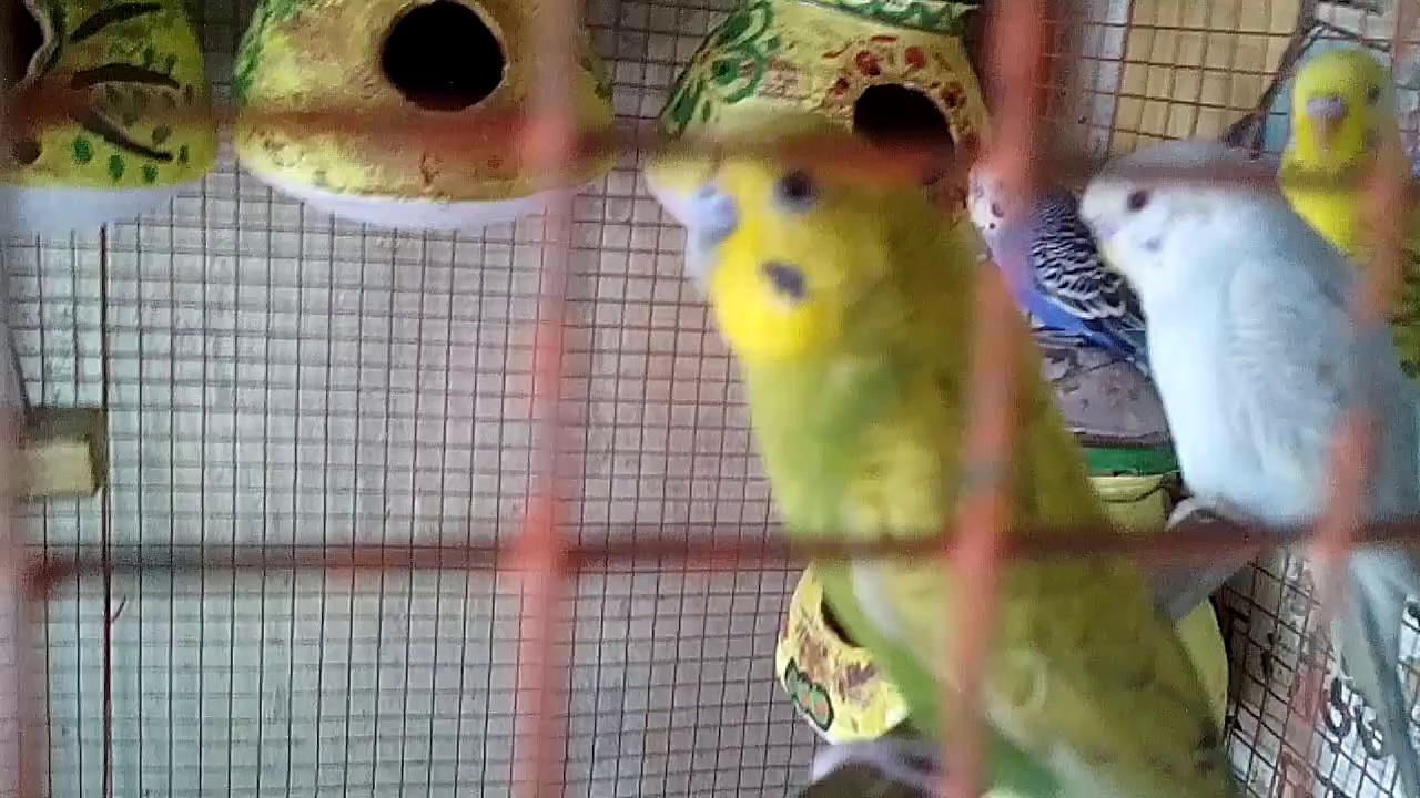 Bajri birds - YouTube