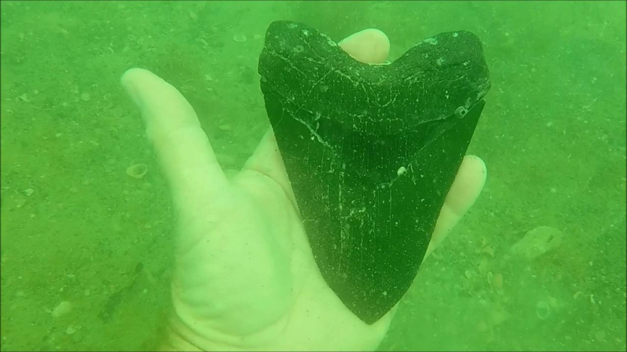 5 75 Inch Megalodon Tooth Found Diving Off Venice, Florida - YouTube