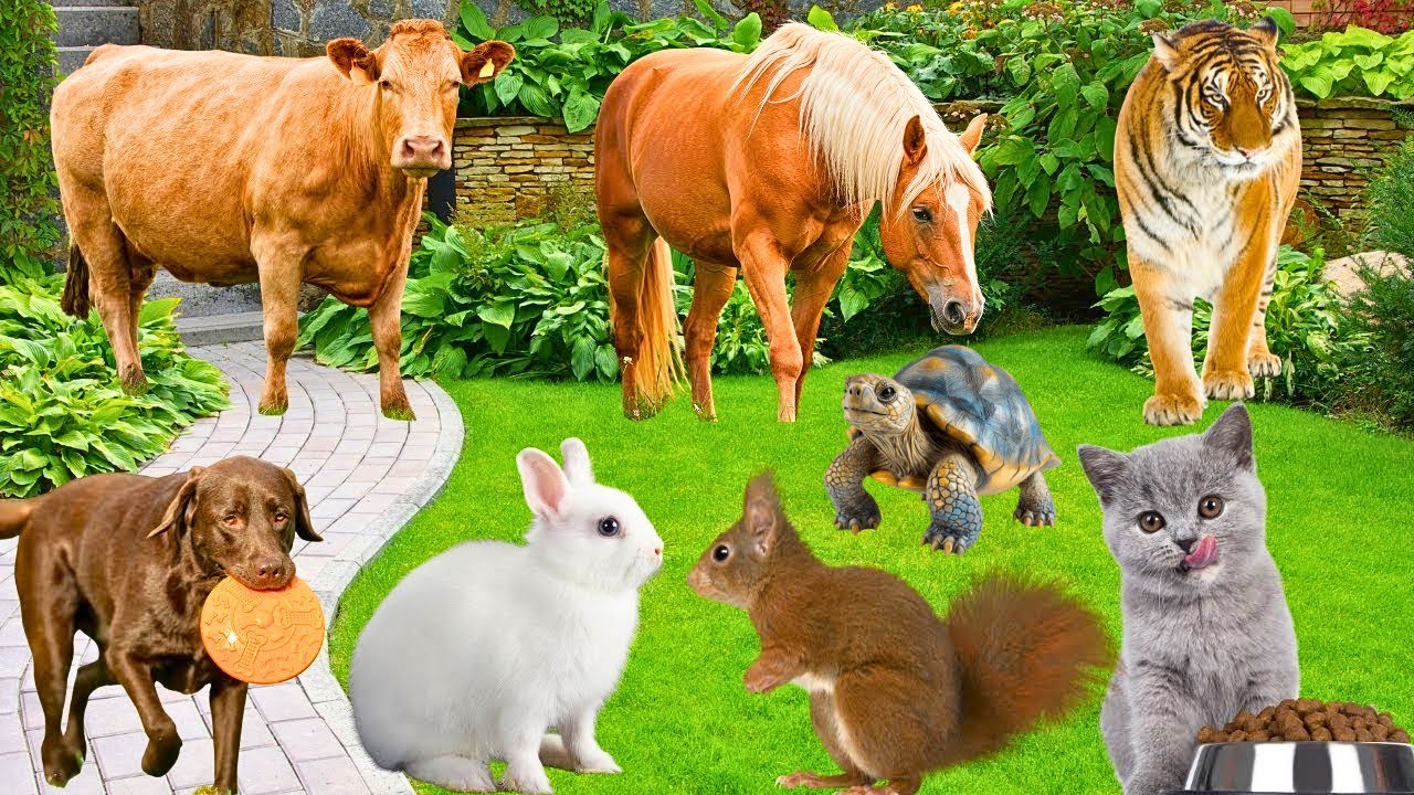 Cute Farm Animals: Sheep, Goat, Cow, Chicken, Rabbit, Pig, Duck ...