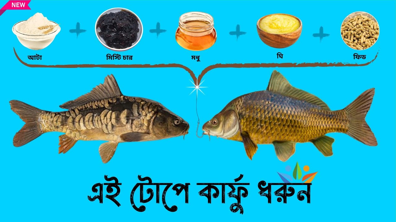 কার্ফু মাছের বেস্ট টোপ তৈরি । Carfo Fish Bait । কার্ফু মাছ ধরার ...