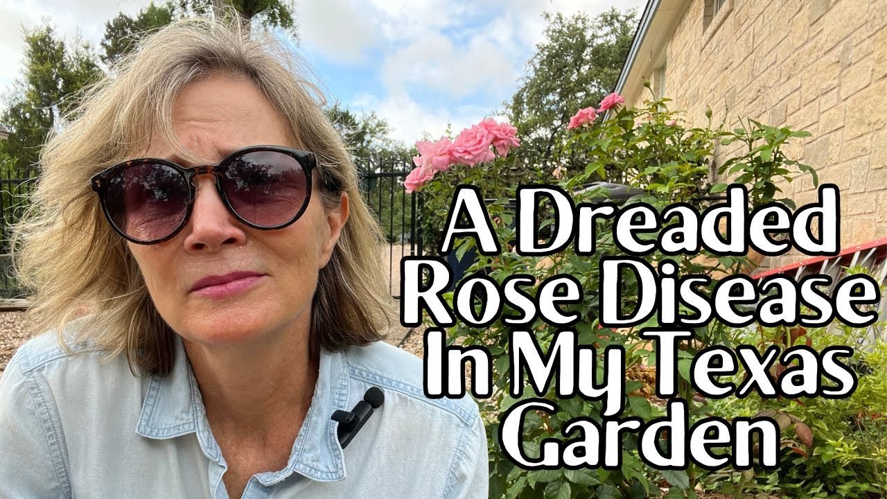 Rose Rosette Disease in My Texas Rose Garden - YouTube