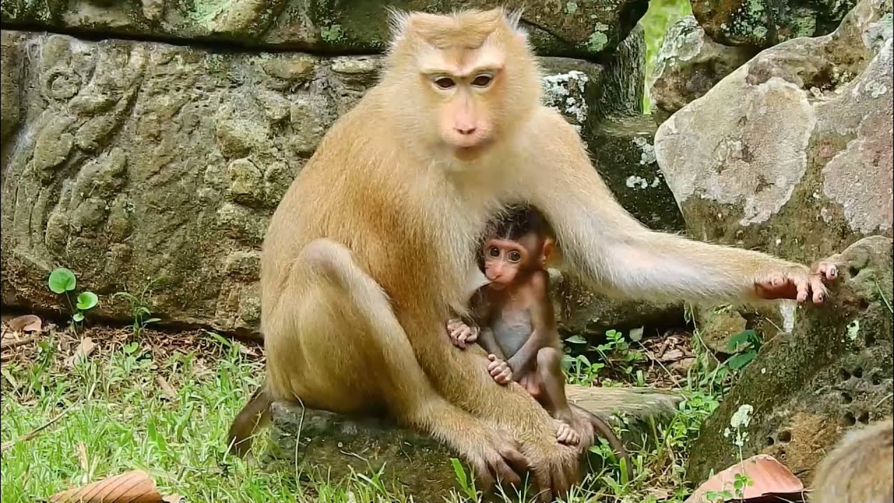 Congratulation to mom Rose finally returned baby Lenny from Button ...