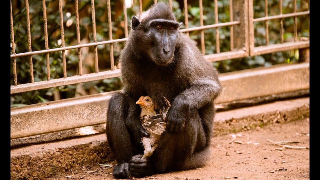 Monkey ‘Adopts’ Chicken - YouTube