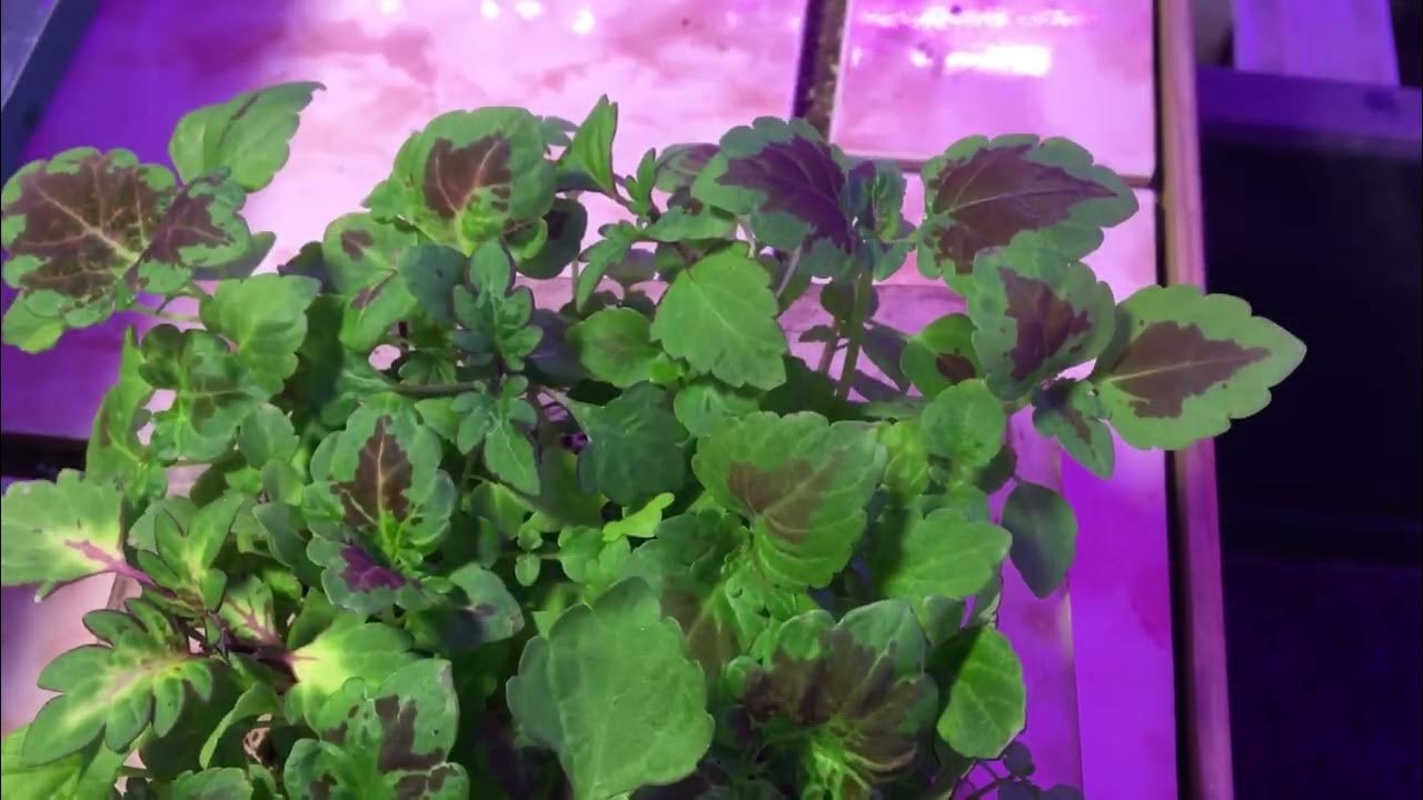 Колеусята из своих семян. #семена#колеусов#самосбор#посев#новосибирск ...