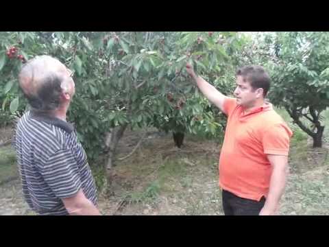 Kuruyan Kiraz Ağacı   Ören limoncuk   Necdet Öztabak