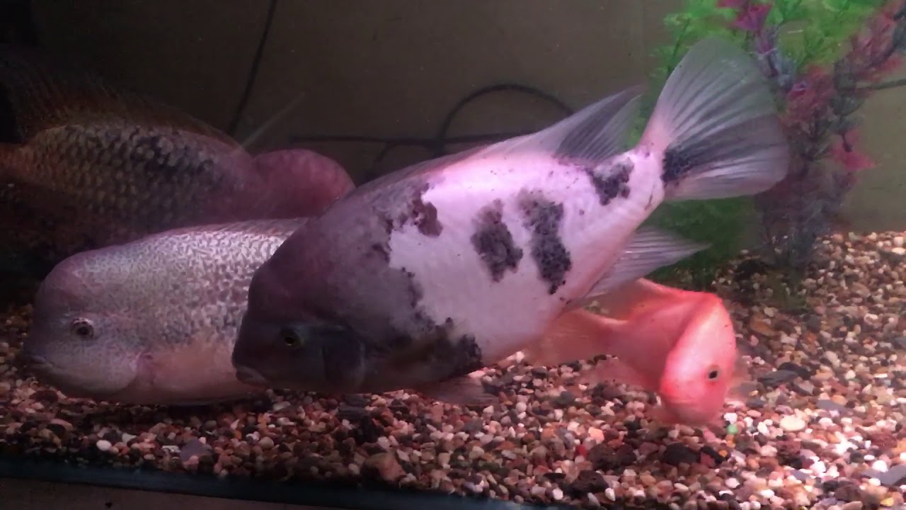 Marbled fenestratus Synspillum plus other Viejas - YouTube