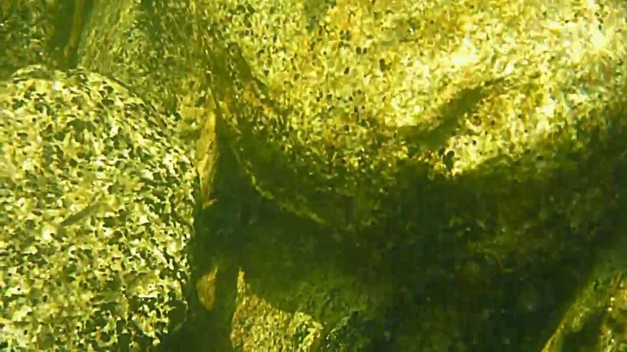 Selway river Squaw fish fry - YouTube