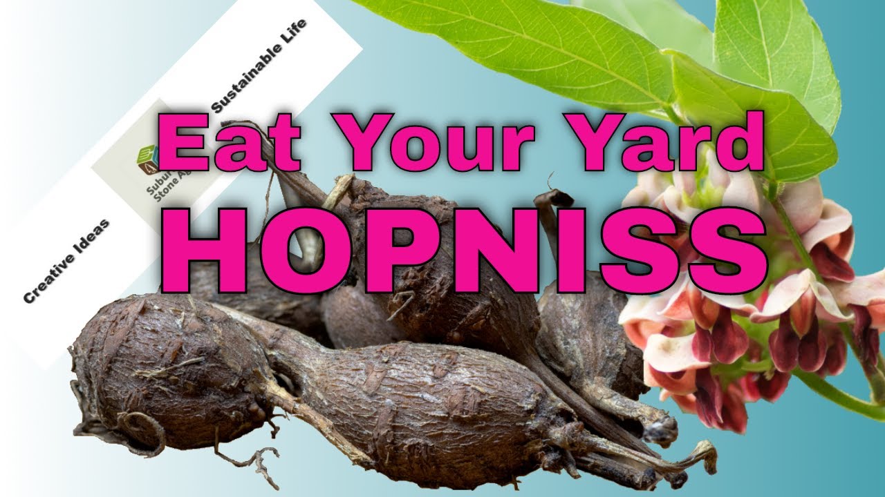 Eat Your Yard - Hopniss! Grow and Eat Apios Americana, aka Groundnuts ...
