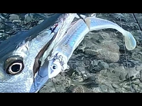 Caribbean Barracuda destroyed the one lure that works! Hidden lagoon ...