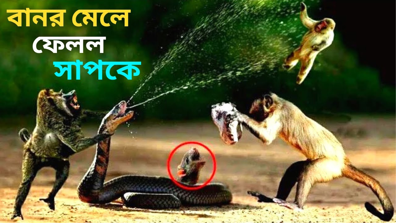 Monkey Attack King Cobra Snake To Save Monkey, Leopard 10 Monkeys vs ...