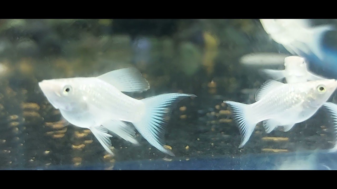 PLATINUM BALLOON KING MOLLY (PBKM) 1 MONTH 11 DAYS OLD - YouTube