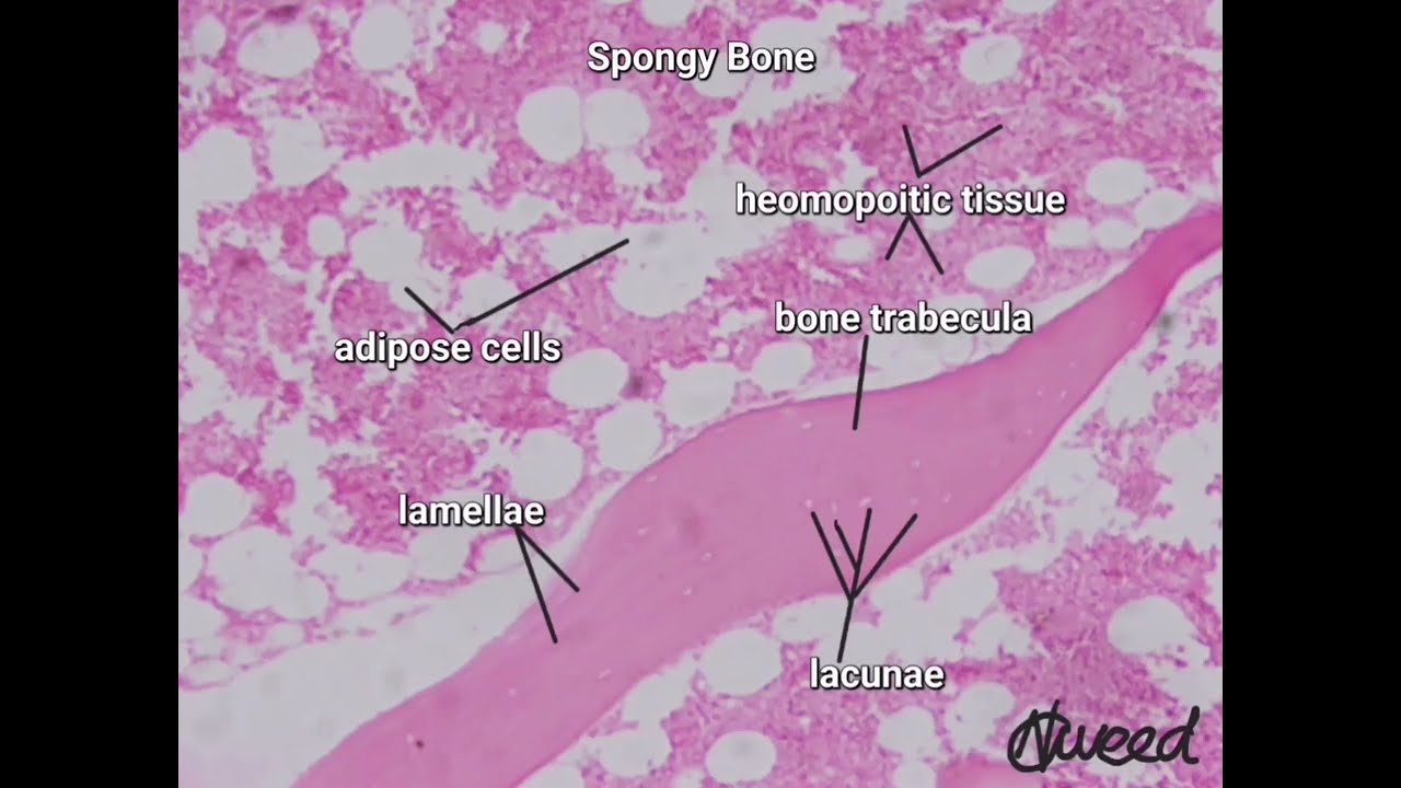 Spongy Bone Under Microscope