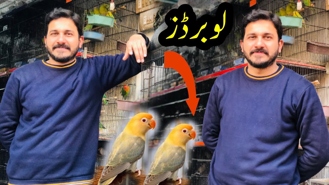 Love birds prices 2024 | Par blue, Opaline,Albino,Fisher,Latino ...