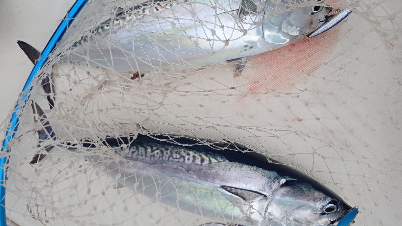 Reconnaître le poisson sur chasse bonite pelamide thonine thon et ...