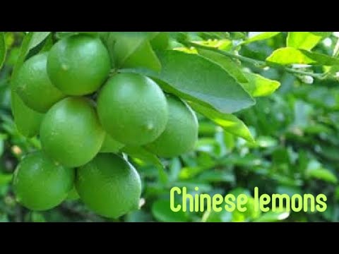 Chinese lemons||thousand of lemons on one tree - YouTube