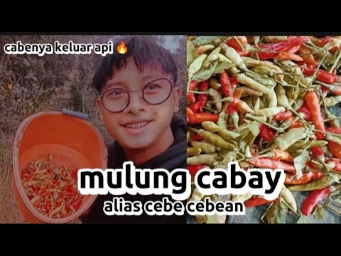 MULUNG CABE CABEAN CEBANYA KELUAR API kecil kecil cabe rawit || PEDAS ...