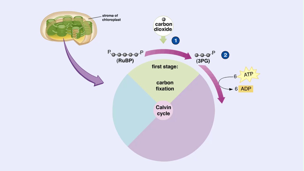 Calvin cycle (The light-independent reactions ) - YouTube