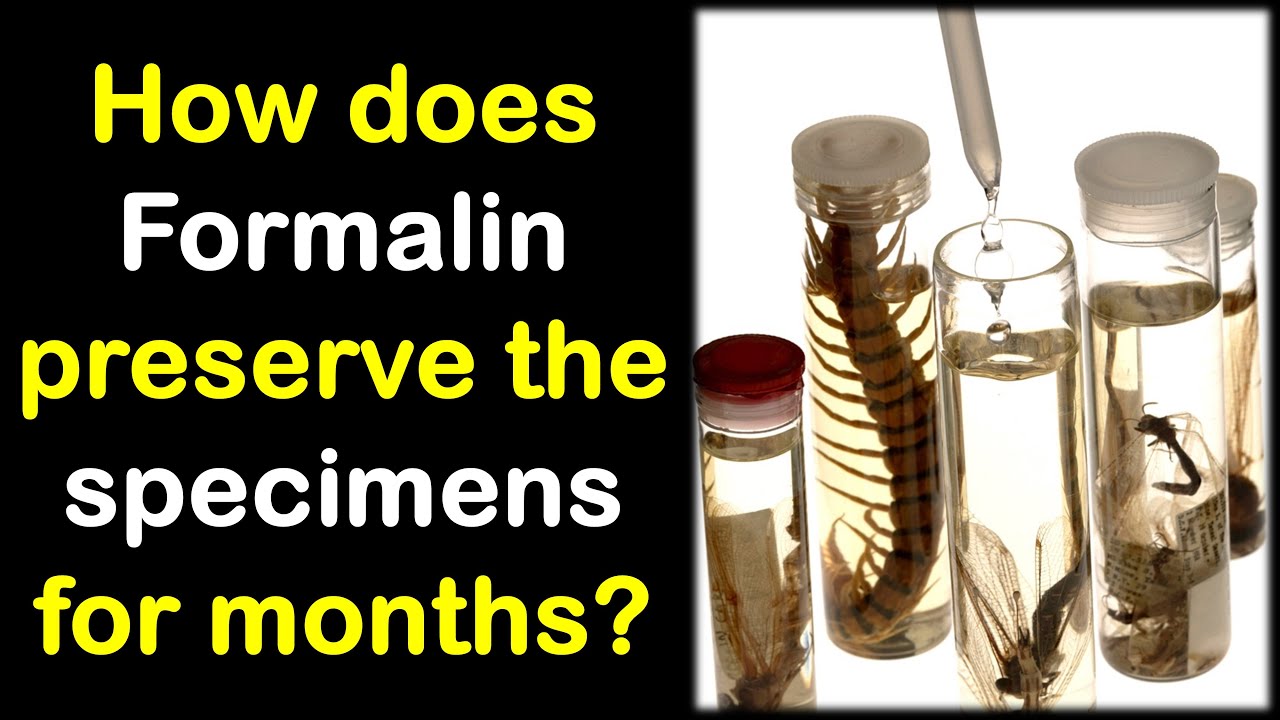 How Does Formalin Preserve The Biological Specimens Hindi Dr how-does-formalin-preserve-the-biological-specimens-hindi-dr