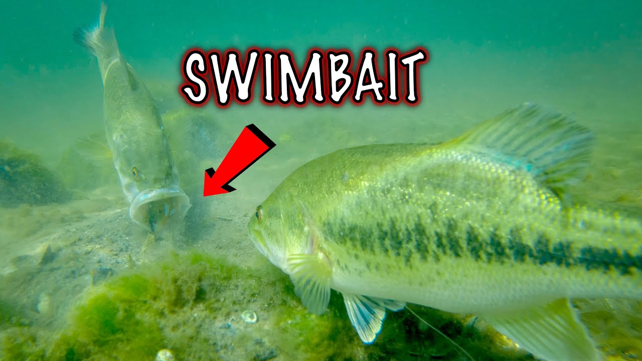 Which Bluegill Swimbaits Catch More Bass? Amazing Underwater Fishing ...