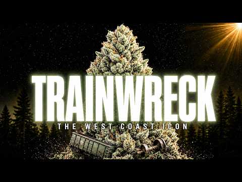 Trainwreck: The California Strain That Took Over the West Coast