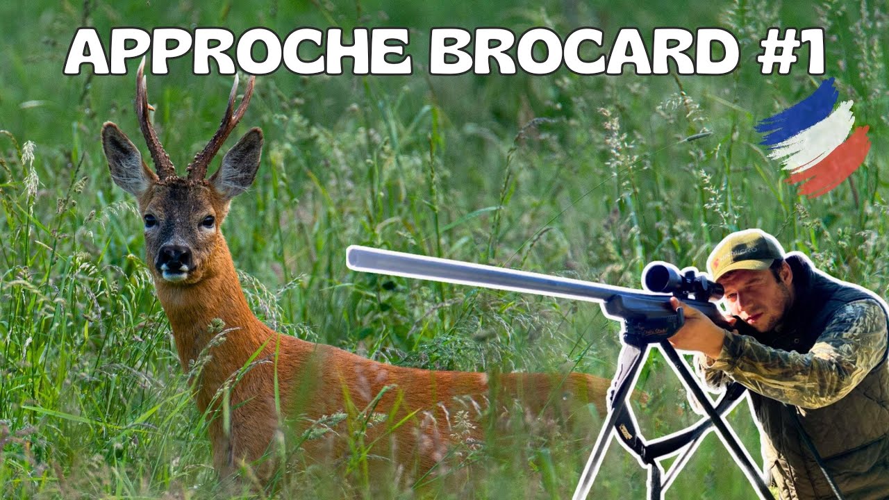Chasse aux brocards en sous bois #1 - YouTube