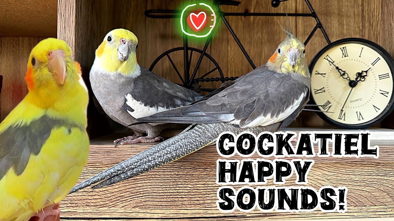 Cute Cockatiels Singing, Chirping & Whistling | Cockatiel sounds to ...