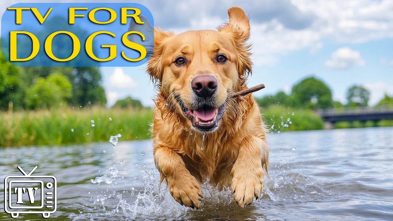 Dog TV: Entertainment for Dogs with Relaxing Music For Dogs & TOP ...