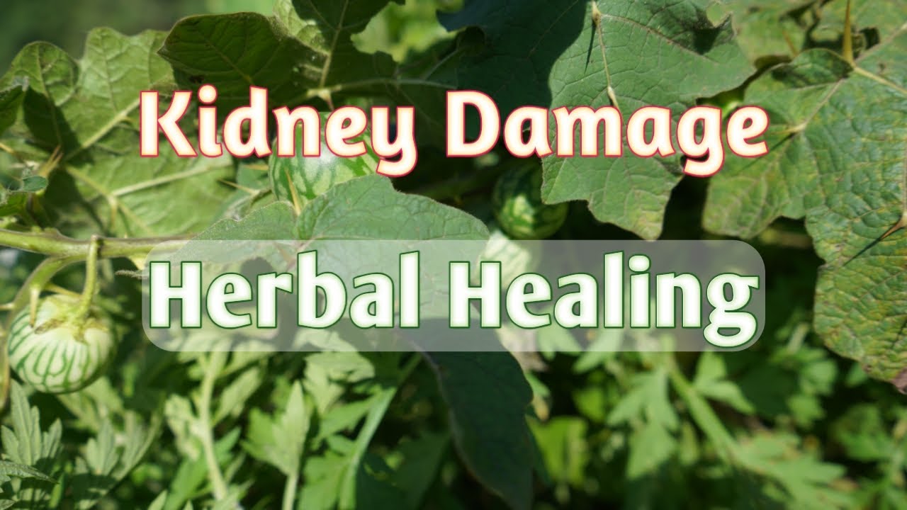 Effective Herbal Treatment and Guidelines for Healing Kidney|Unlock the ...
