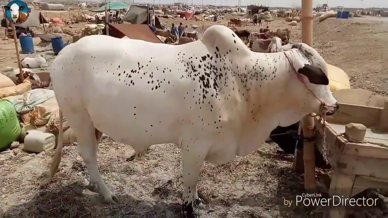 Cattle mandi | Bakra mandi | cow mandi | bulls | Zoo Network - YouTube