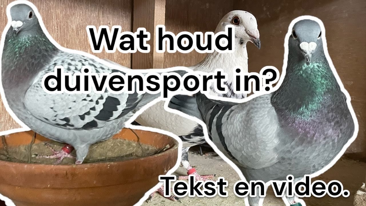 De duivensport uitgelegd in het kort | Globale kijk op de duivensport ...