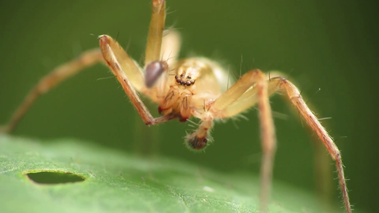 Incredible Close-up Macro Photography with an Affordable Photography ...